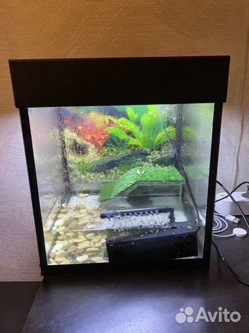 Красноухая черепаха с аквариумом