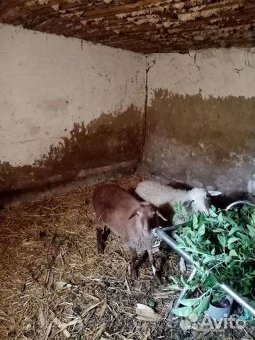 Овцы бараны