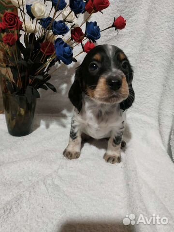 Щенки русского спаниеля