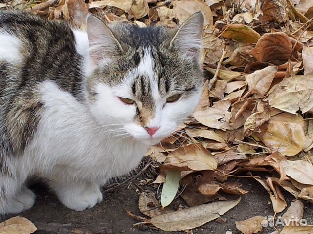 Котята - подростки оригинального окраса