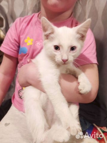 Кот Кхао-мани