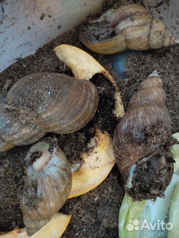 Улитки ахатины бесплатно