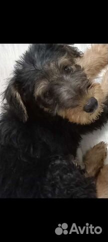 Щенки эрдельтерьера