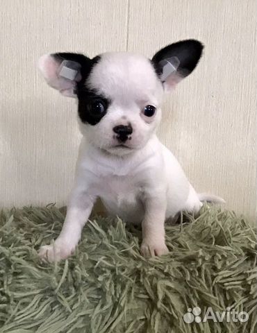 Чихуахуа mini micro РКФ