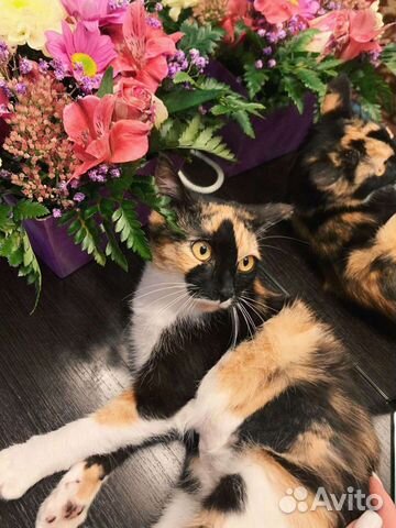 Очарование