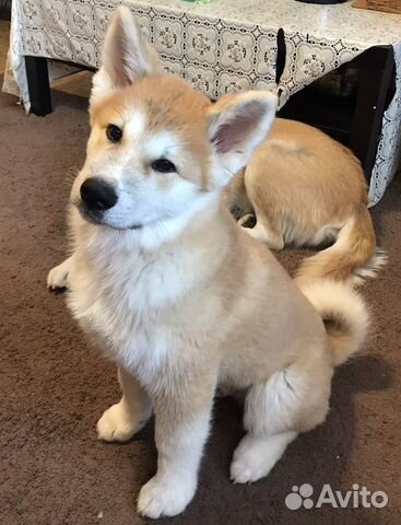 Щенок Акита Ину умный, добрый, преданный мальчик 3