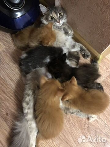 Отдаю котят бесплатно,уже большенькие, пушистые. О