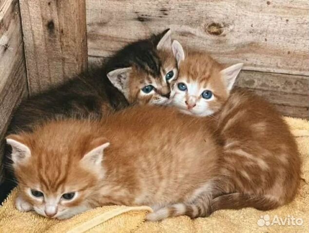 Котятки замерзают на даче