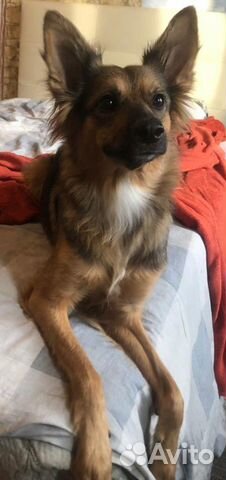 Отдадим собачку в хорошие руки