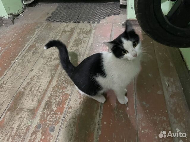 Котенок черно белый девочка