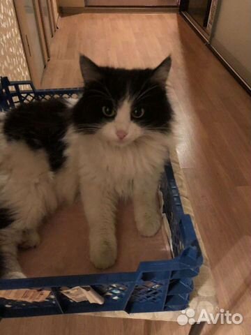 Найдена кошка район Достоевского Зинина