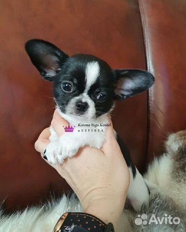 Чихуахуа мальчишка белый с черным