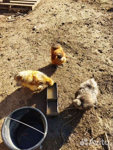 Китайские шелковые куры