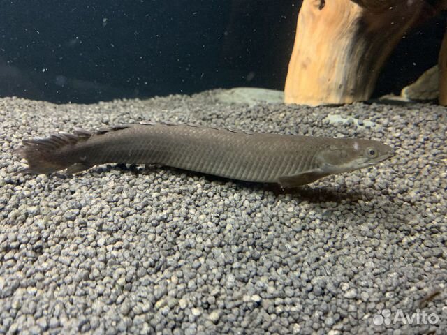 Полиптерусы