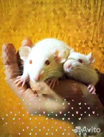 Крыски альбиносы