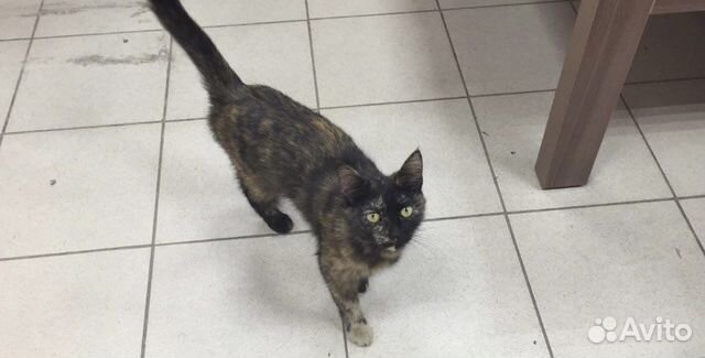 Кошки окрас черепаха