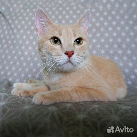 Ищем добрую семью для кошечки Лизы