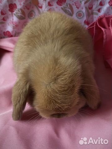 Карликовый кролик минилоп