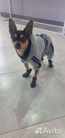 Отдам бесплатно собаку той-терьер