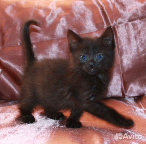 Котенок Бублик шоколадный