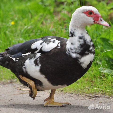 Продаются утки мускусные