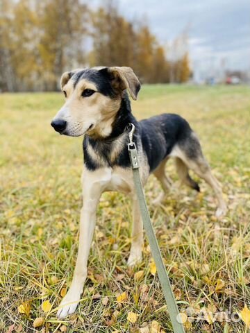 Спасите из приюта