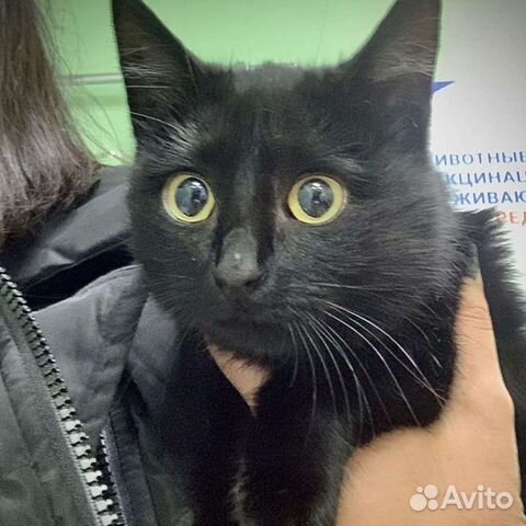 Кошка в дар