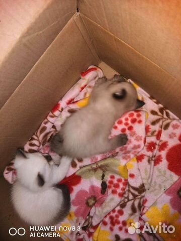 Продам тайских котят