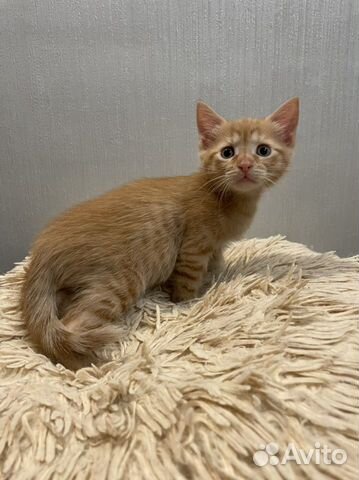 Котенок ищет свой дом) рыжая девчонка 1.5мес