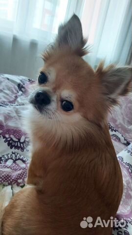 Вязка кобель чихуахуа