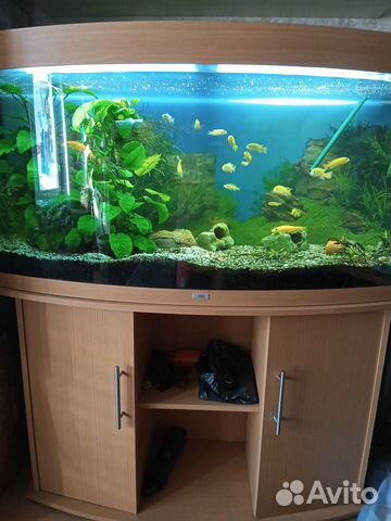 Аквариум juwel 240