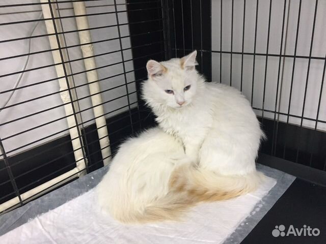 Молодые коты 8 мес