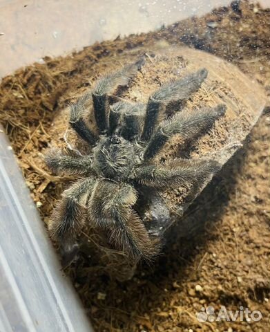 Адультный самец Tapinauchenius violaceus