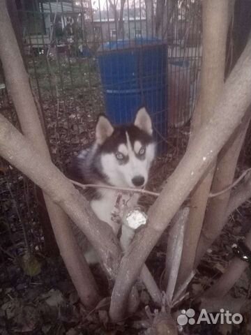 Сибирский хаски