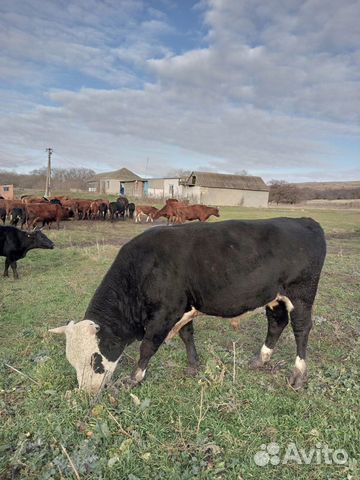 Продаю Быка