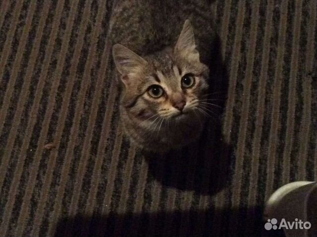Котята в дар бесплатно полосатые