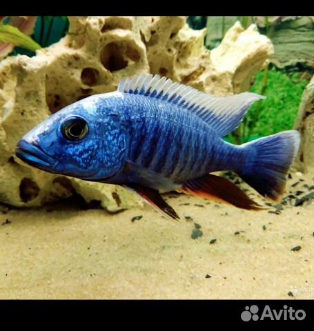 Васильковый Хаплохромис/Цихлида Малави