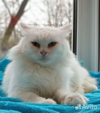 Ангорский котик Феникс
