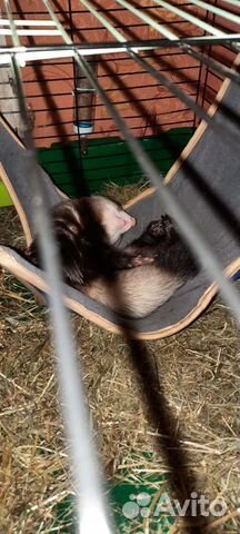 Щенки хорька девочка