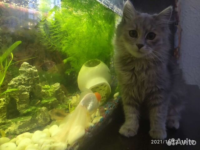 Отдам котят в добрые руки