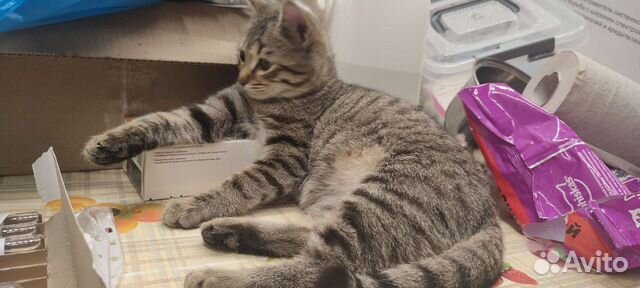 Котёнок Мальчик