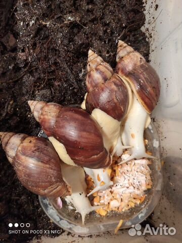 Улитки ахатины альбино