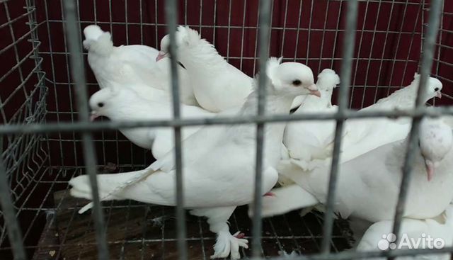 Продажа голубей Такла хохлатый