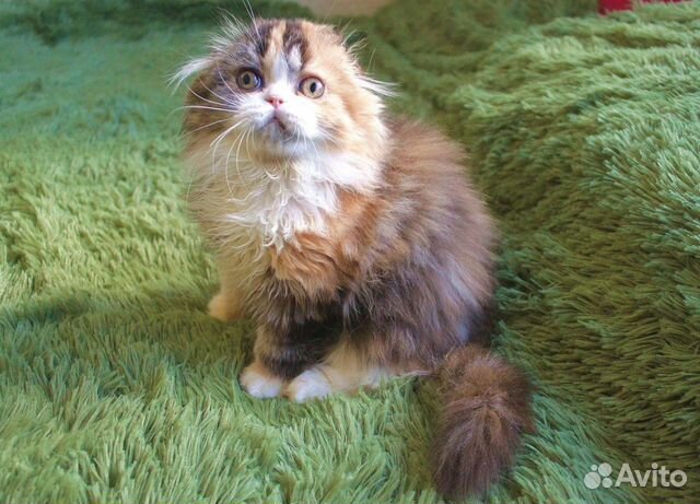 Девочка черепашка