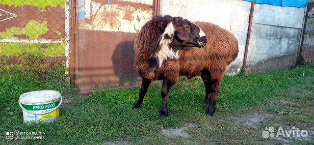 Баран на племя