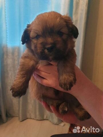 Щенки ши-тцу, мальчики