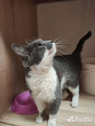 Котёнок