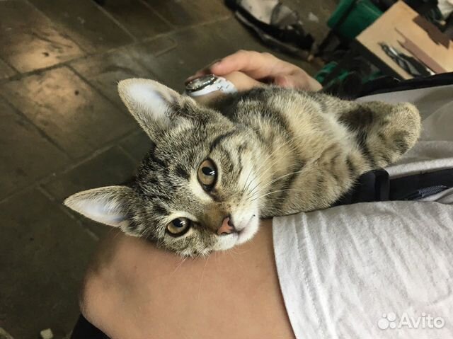 Котодевочка ищет дом