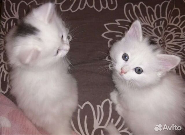 Маленькие ангелы