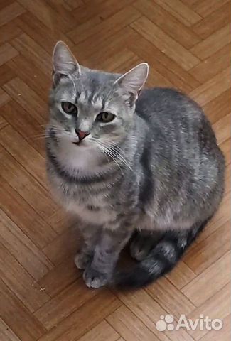 Добрая кисонька